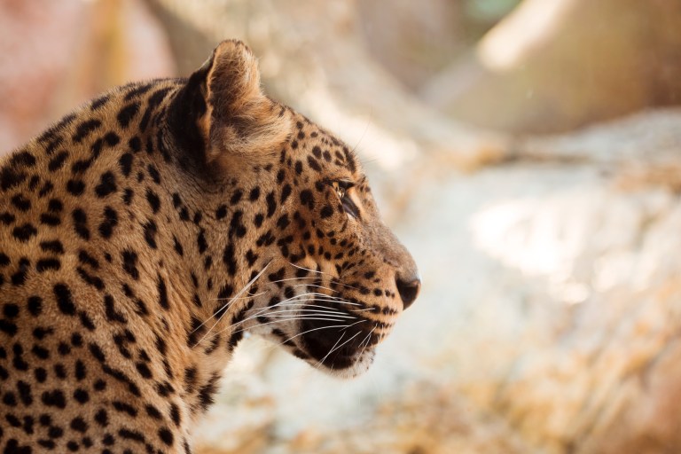 Middle Eastern Animals – Arabian Leopard – Yazan Eskandar – Agrarian ...